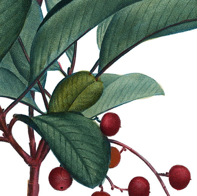 12 Botanical Berry Branch Images - Holidays! - The Graphics Fairy