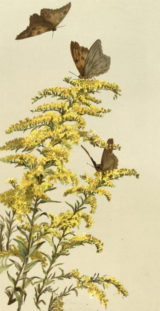 9 Beautiful Insects with Flowers Images! - The Graphics Fairy