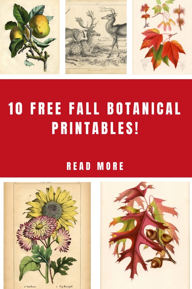 11 Vintage Free Fall Botanical Printables! - The Graphics Fairy
