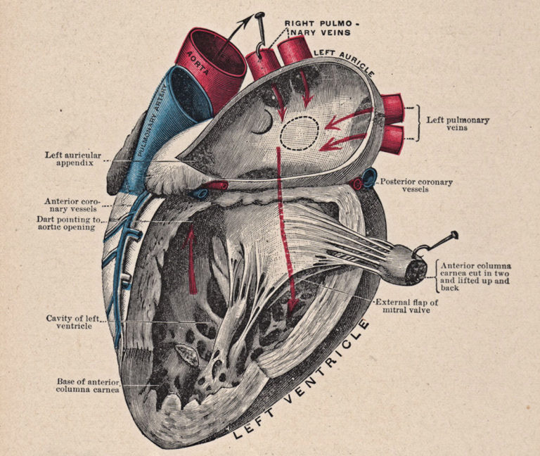 9 Anatomical Heart Drawings! - The Graphics Fairy