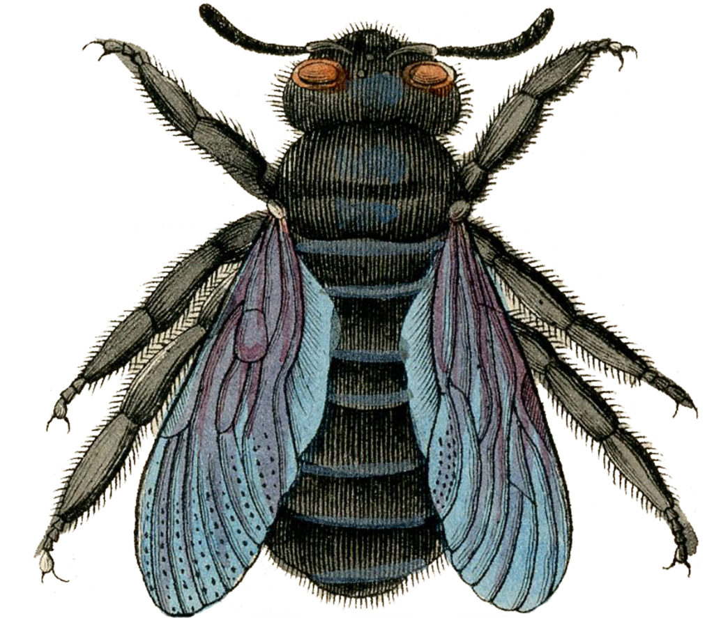 18 Bee Graphics - Gorgeous! - The Graphics Fairy