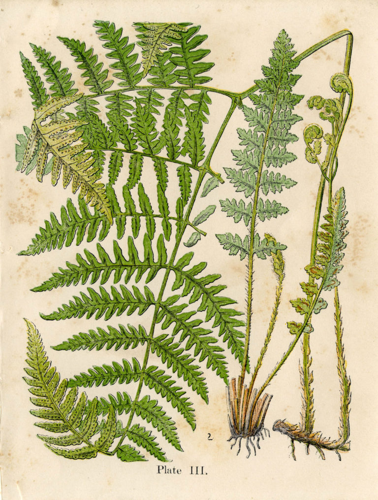 6 Fern Pictures - Vintage Botanicals! - The Graphics Fairy