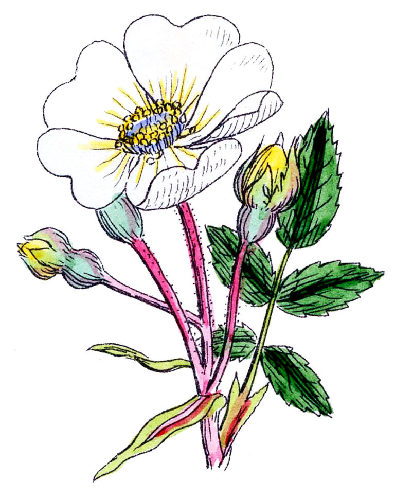 22 Picture of a Wild Rose! - The Graphics Fairy