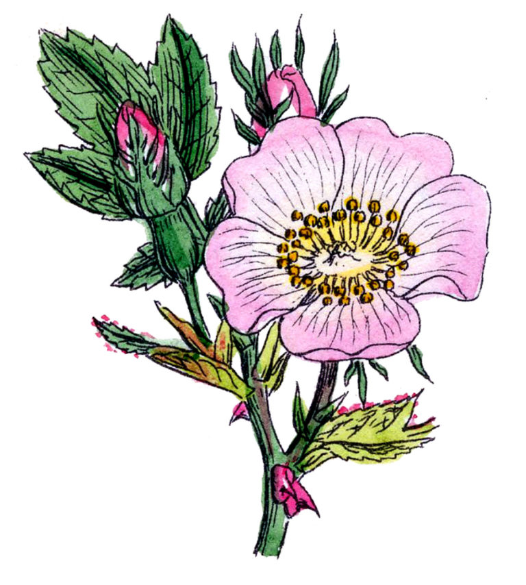 22 Picture of a Wild Rose! - The Graphics Fairy