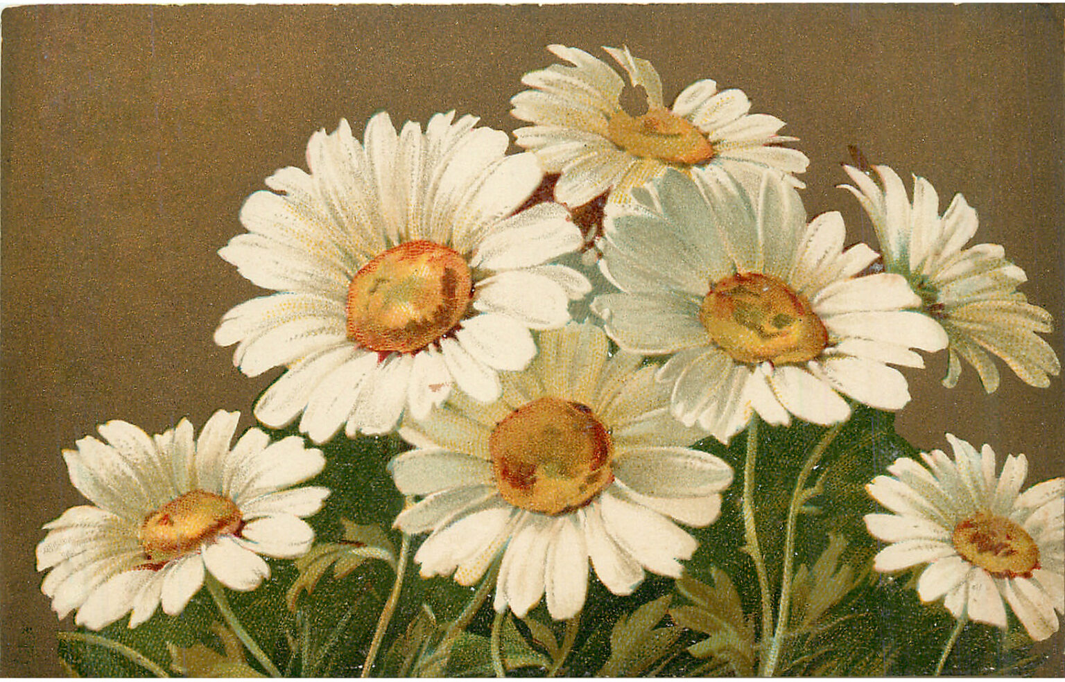 18 Daisy Images - Lovely! - The Graphics Fairy