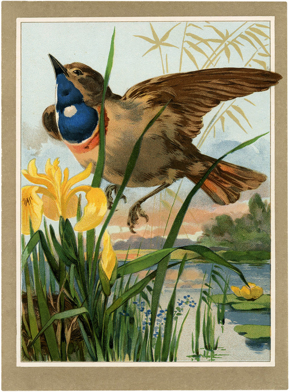 9 Iris Images - Flower Pictures! - The Graphics Fairy