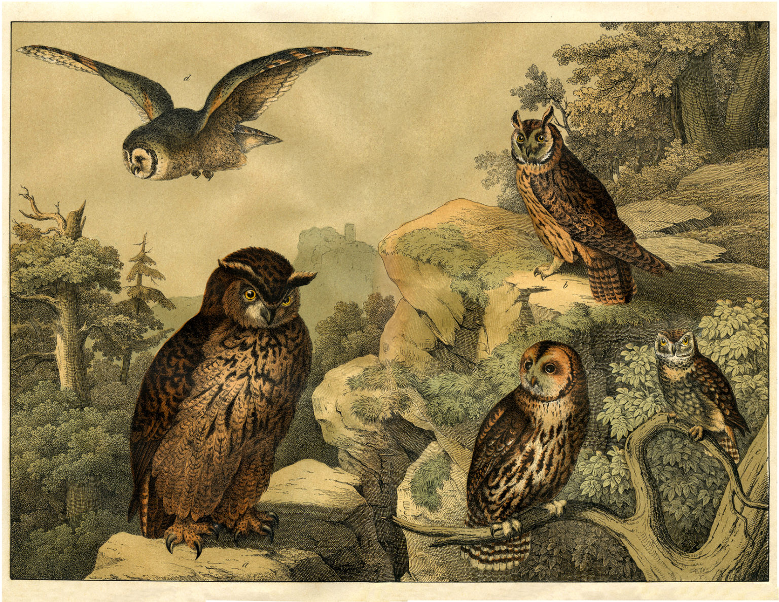 8 Owl Printables! - The Graphics Fairy