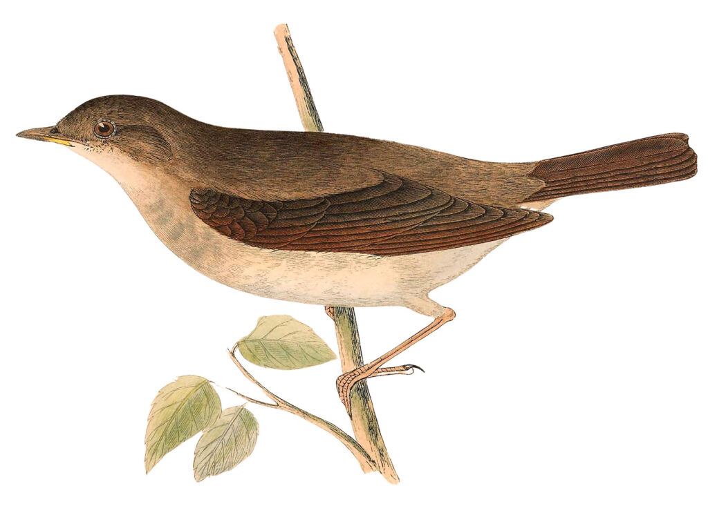 18 Brown Bird Images! - The Graphics Fairy