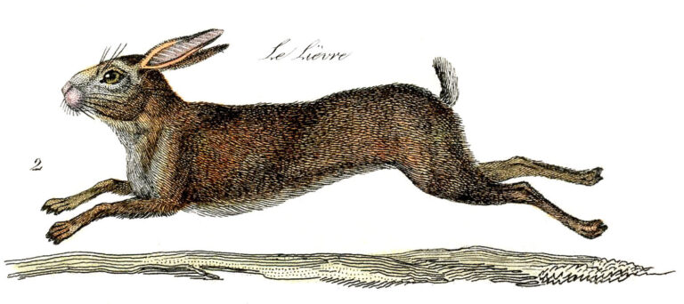 17 Rabbit Pictures! - The Graphics Fairy