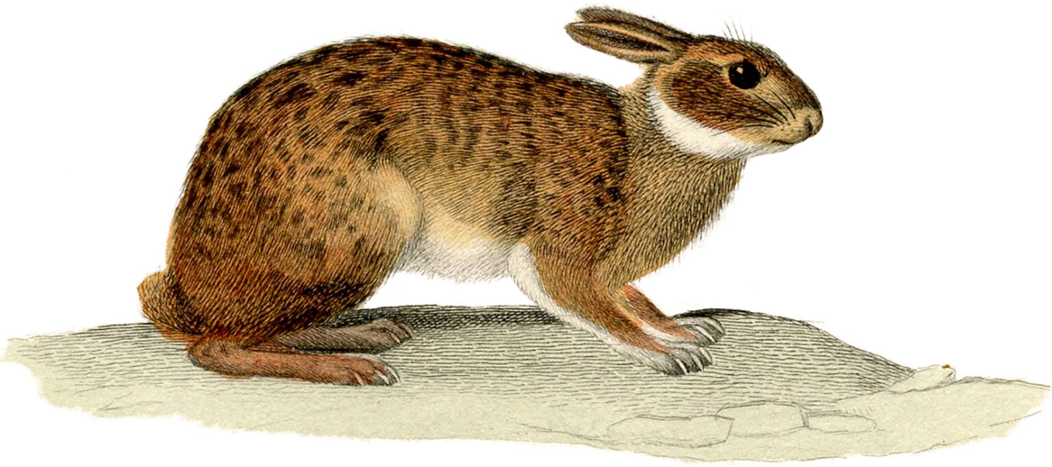18 Rabbit Pictures! - The Graphics Fairy