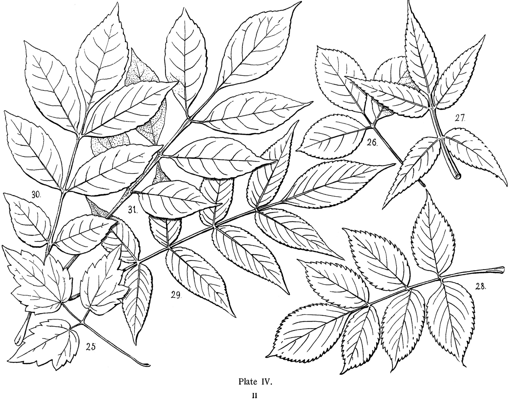 12 Leaf Clipart Black and White Leaves! - The Graphics Fairy