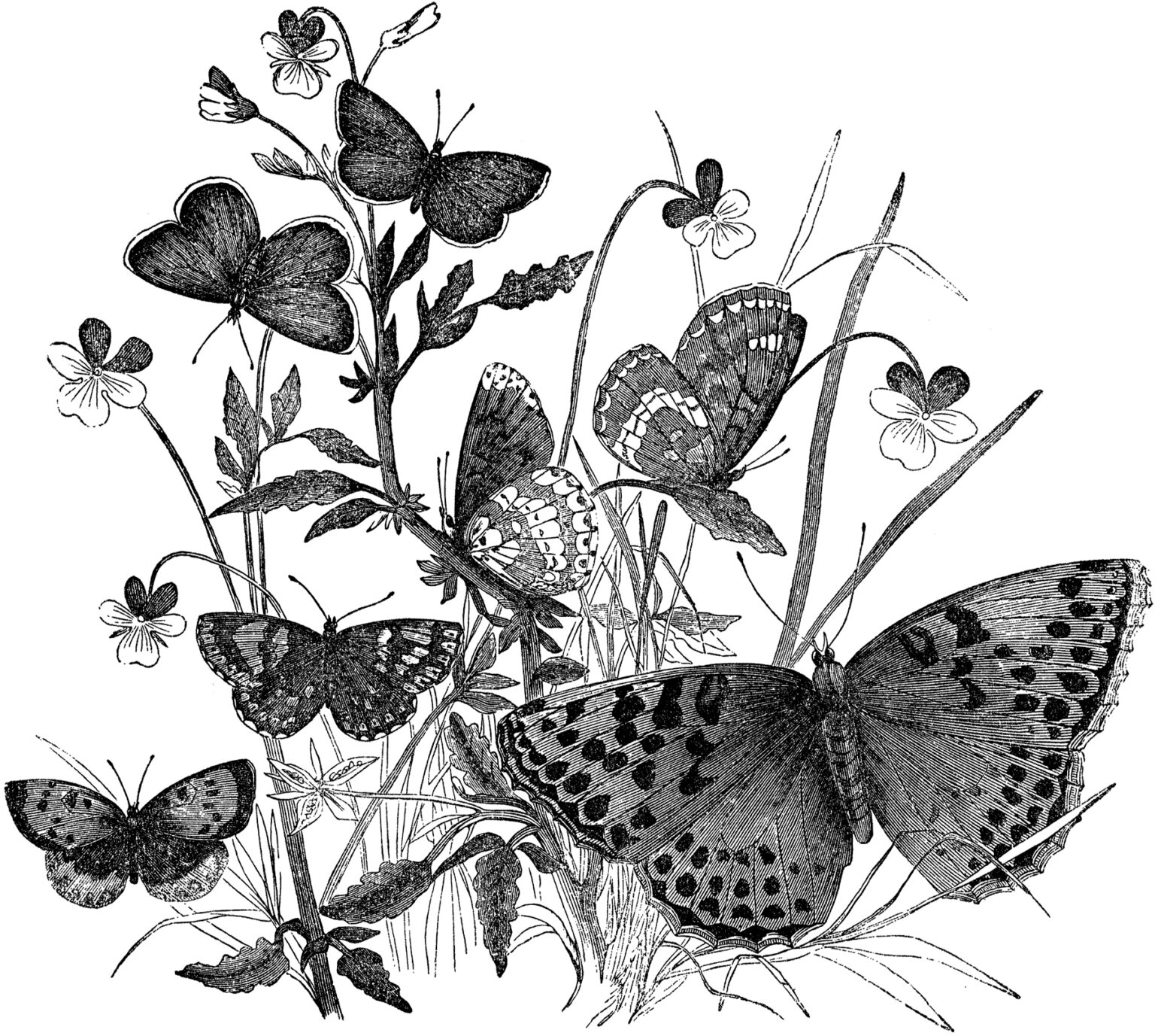 12+ Black and White Butterfly Clipart! - The Graphics Fairy