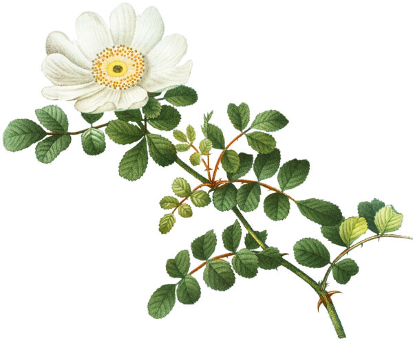 18 White Rose Clipart - Beautiful! - The Graphics Fairy