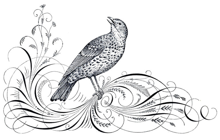 16 Calligraphy Bird Images - Pen Flourished! - The Graphics Fairy
