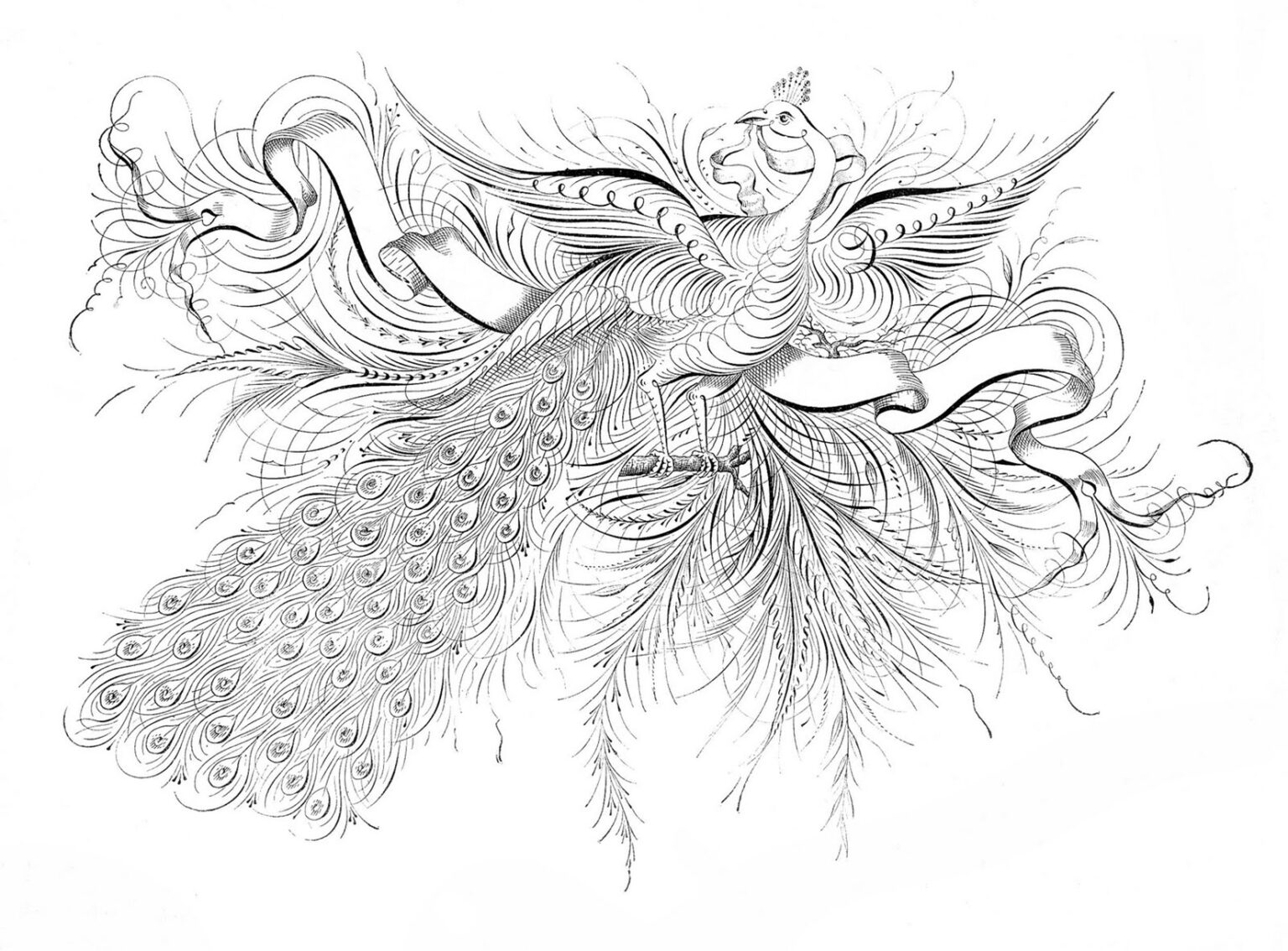 16 Calligraphy Bird Images - Pen Flourished! - The Graphics Fairy