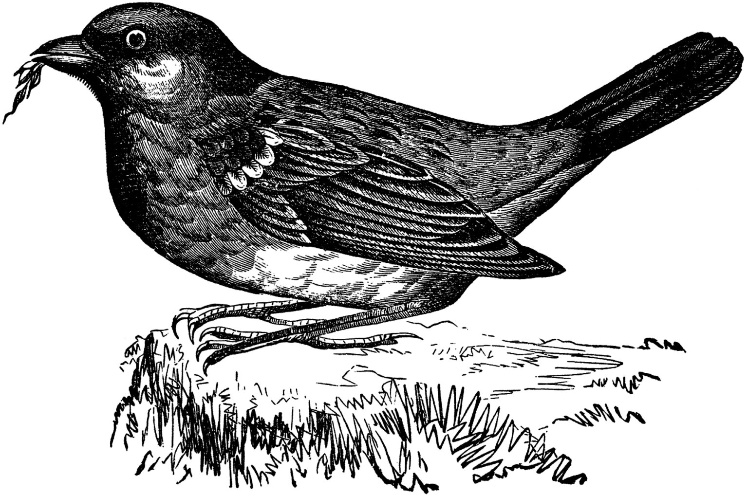 29 Free Black and White Bird Clipart! - The Graphics Fairy