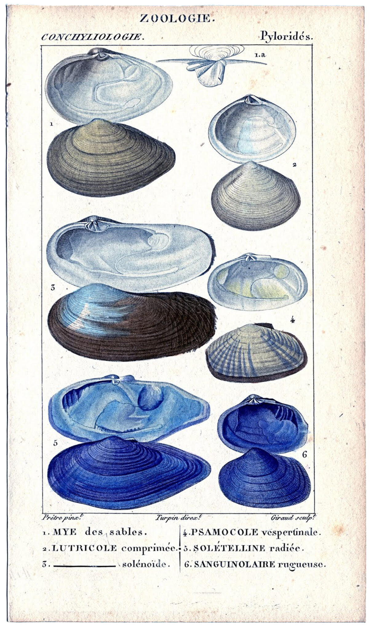 7 Natural History Seashell Prints! - The Graphics Fairy