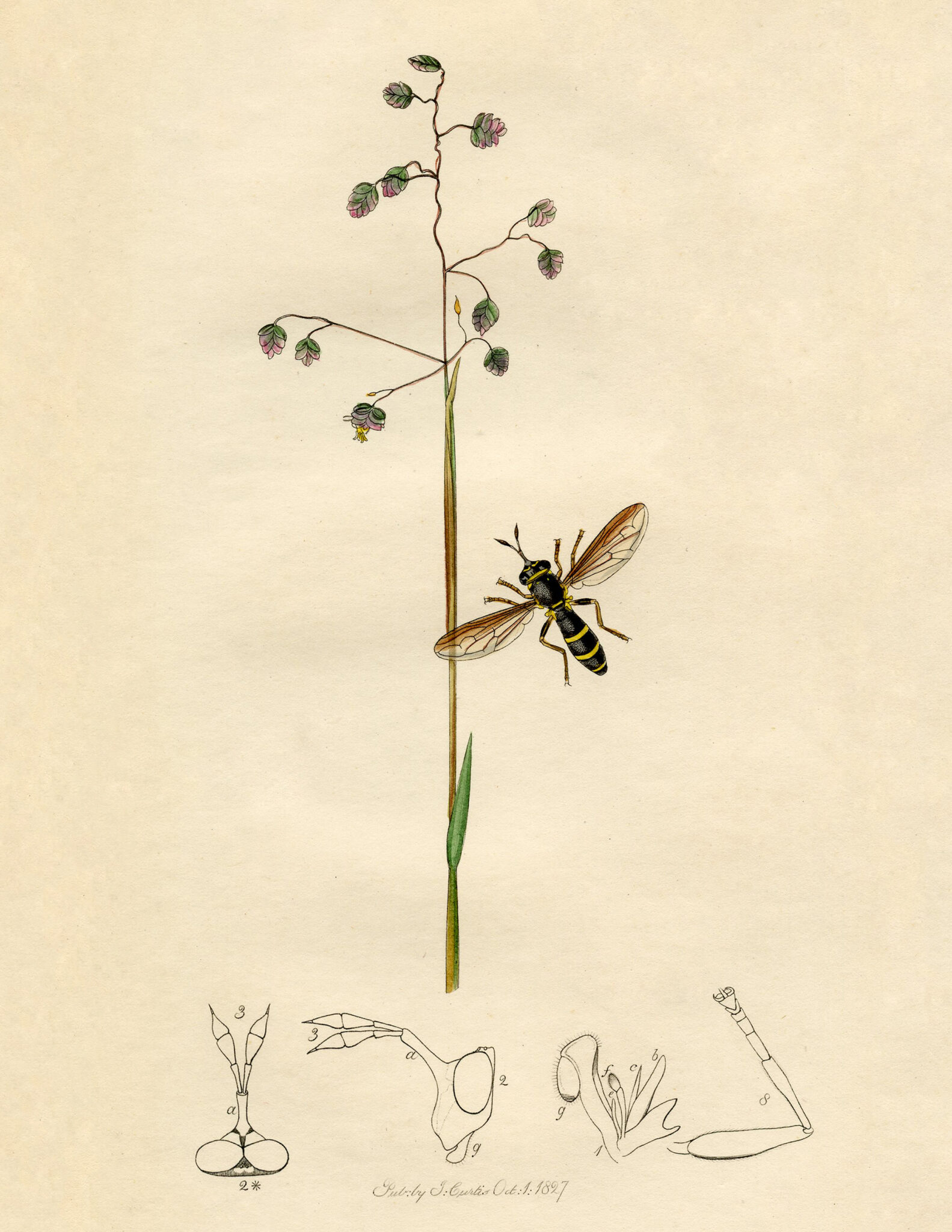 11 Natural History Bee Prints! - The Graphics Fairy