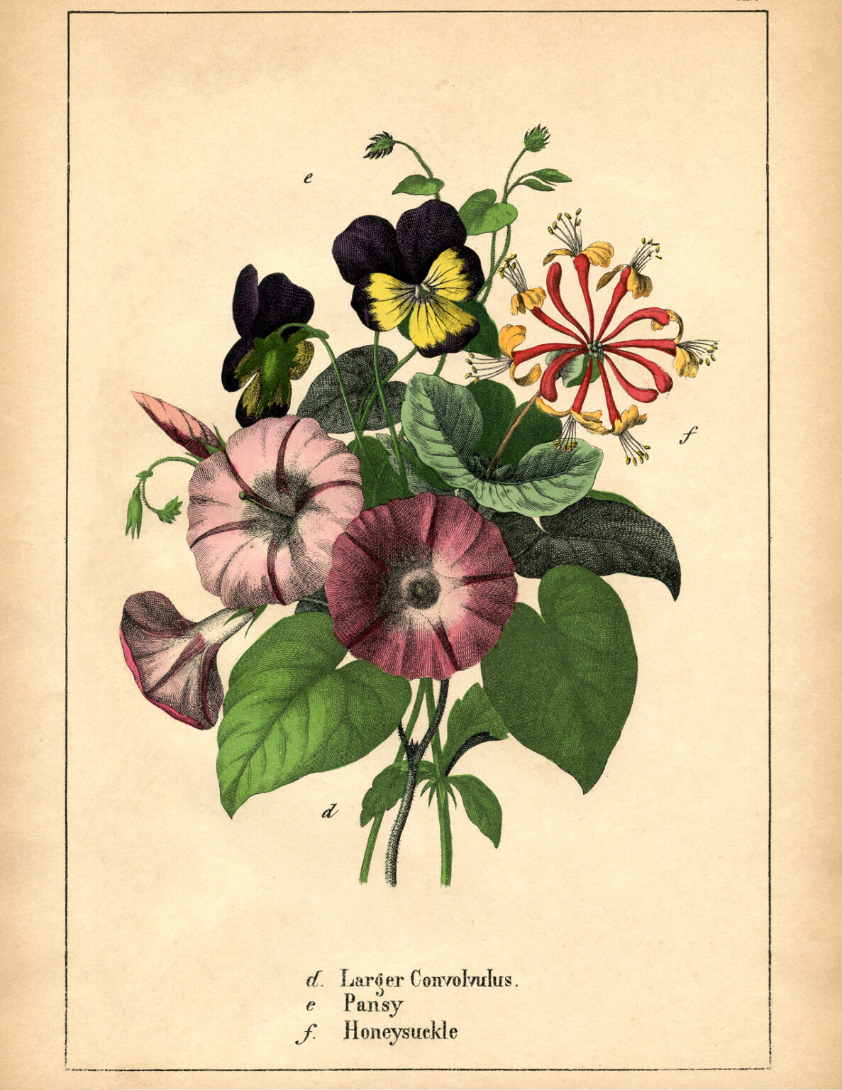 11 Botanical Flower Prints!