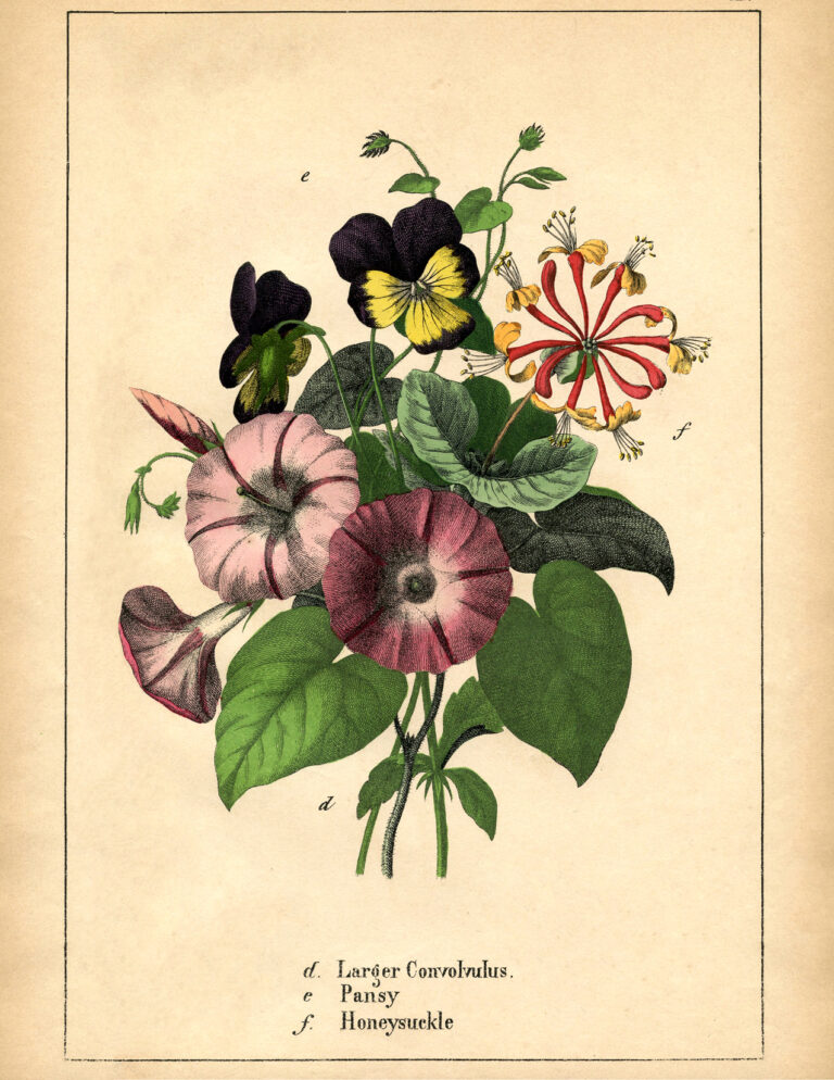 11 Botanical Flower Prints! - The Graphics Fairy