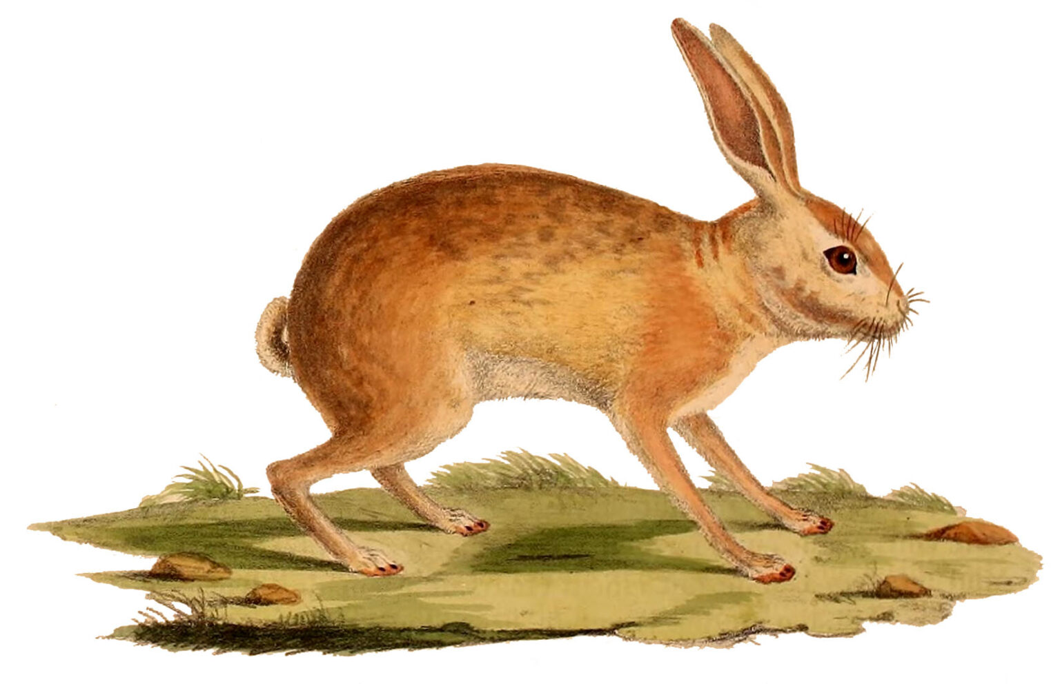 17 Rabbit Pictures! - The Graphics Fairy