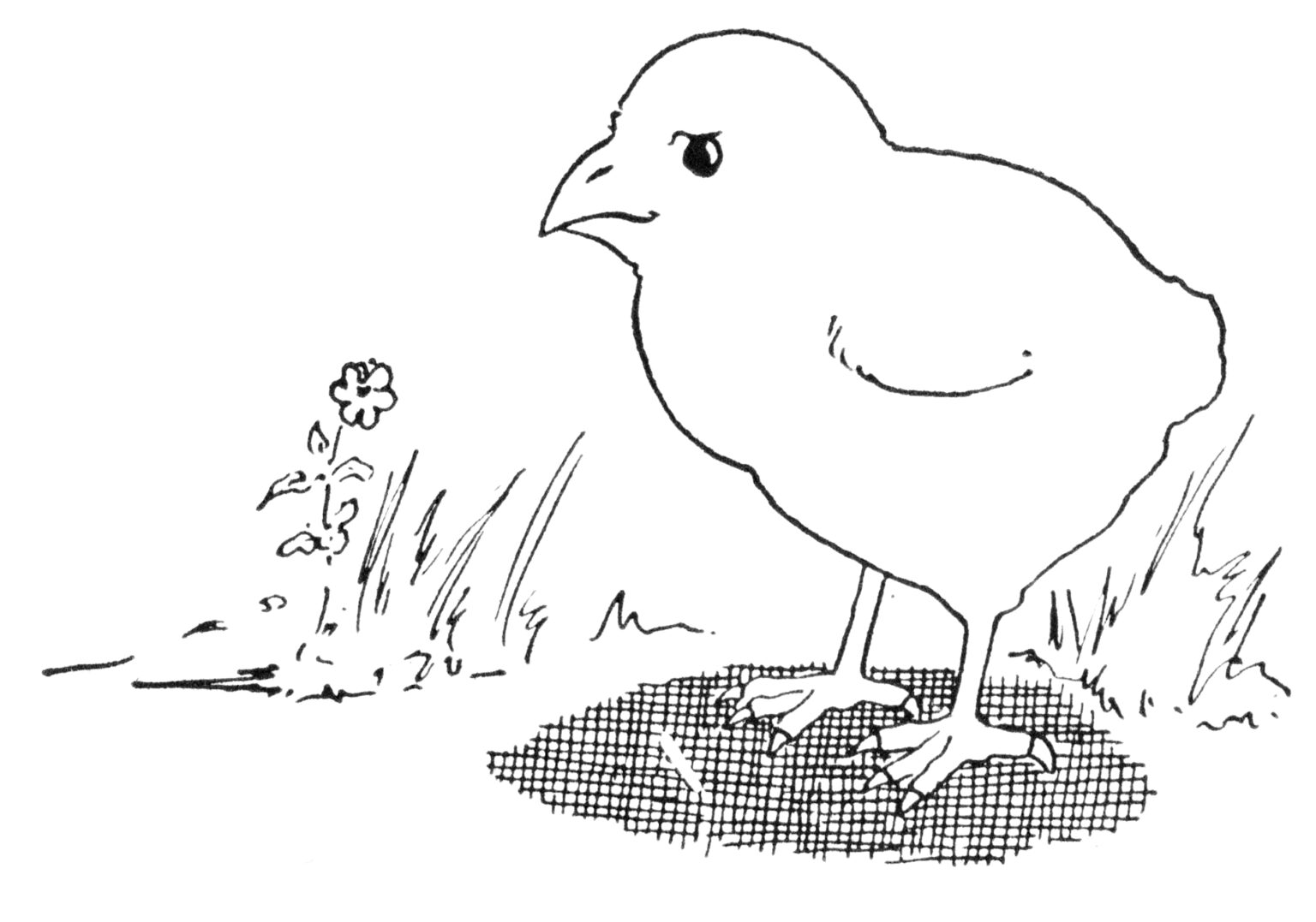 Chick Drawing (5 Easy Steps!) - The Graphics Fairy