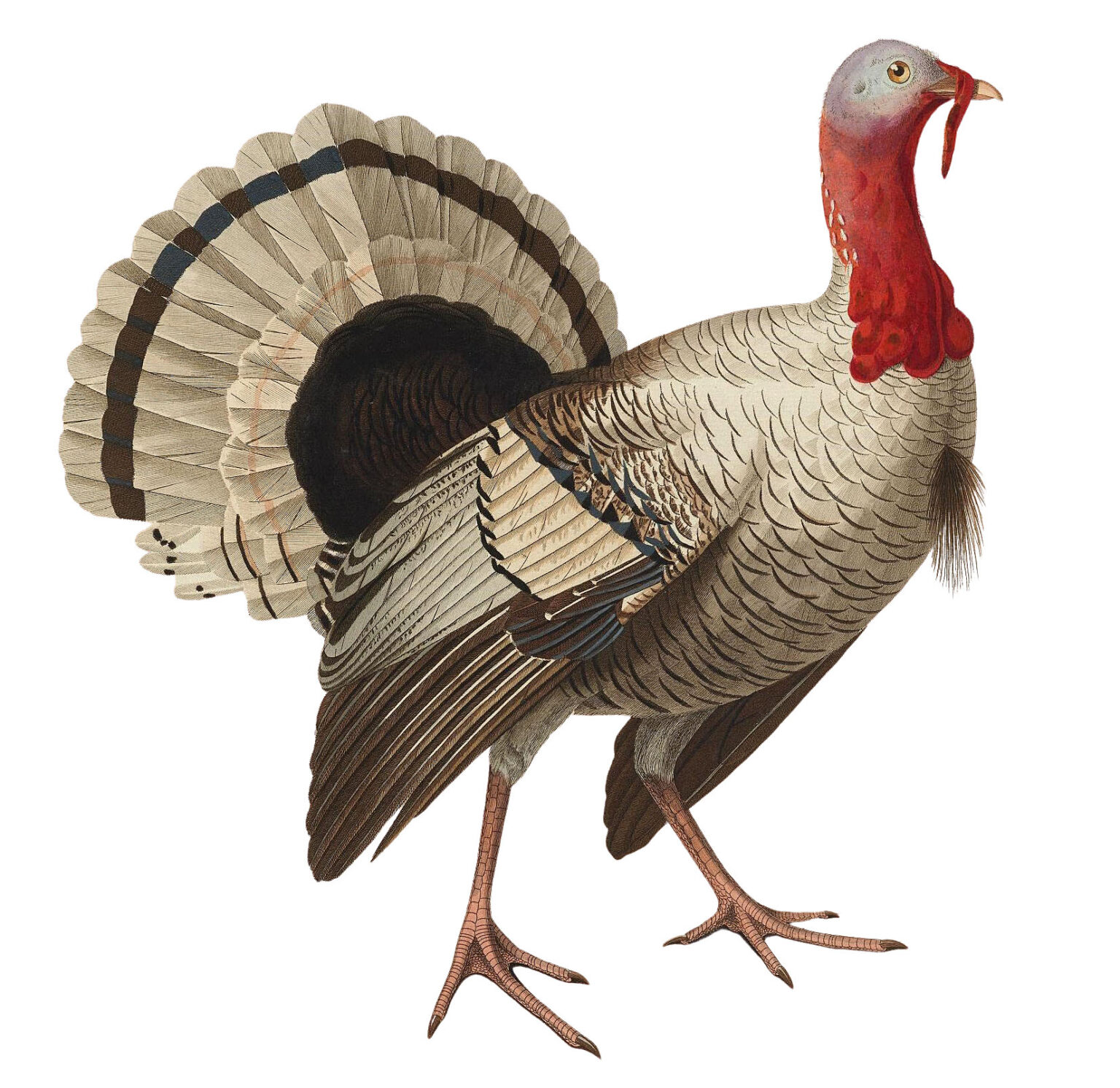 14 Thanksgiving Turkey Pictures! - The Graphics Fairy