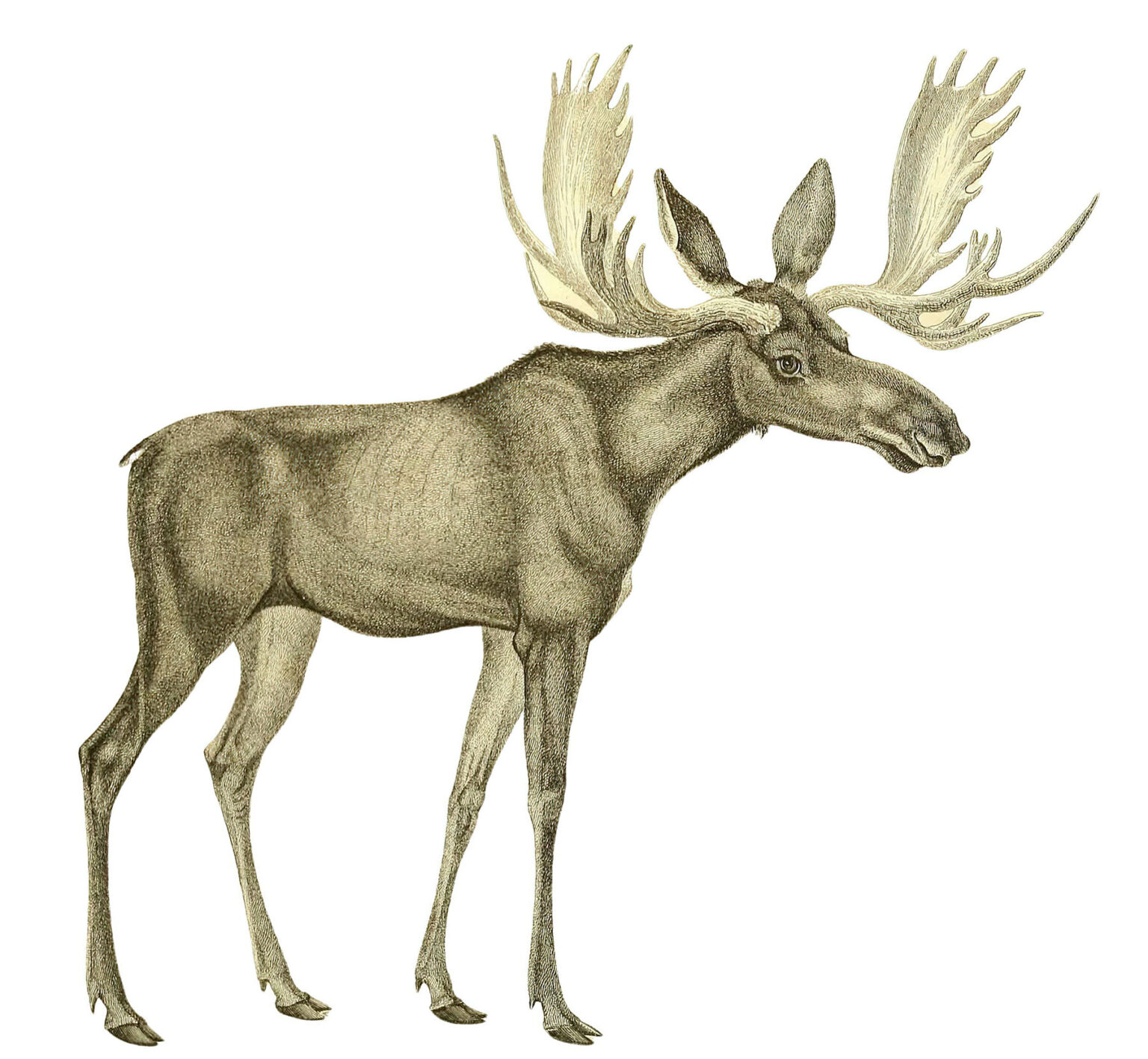 12+ Cervidae Images (Deer Family)! - The Graphics Fairy