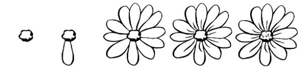 How to Make a Flower Drawing {5 Easy Steps}! - The Graphics Fairy