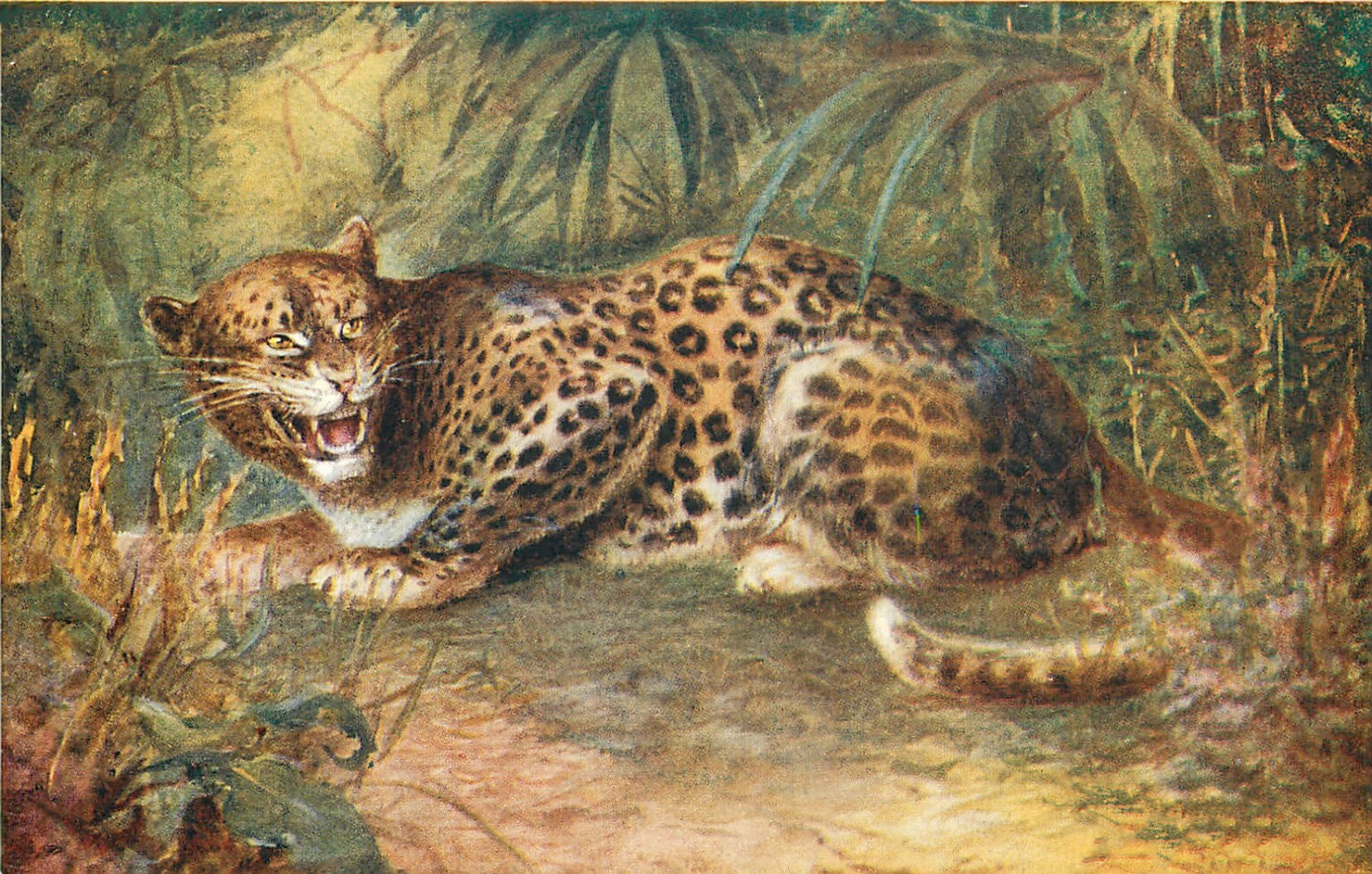 6 Leopard Images! - The Graphics Fairy