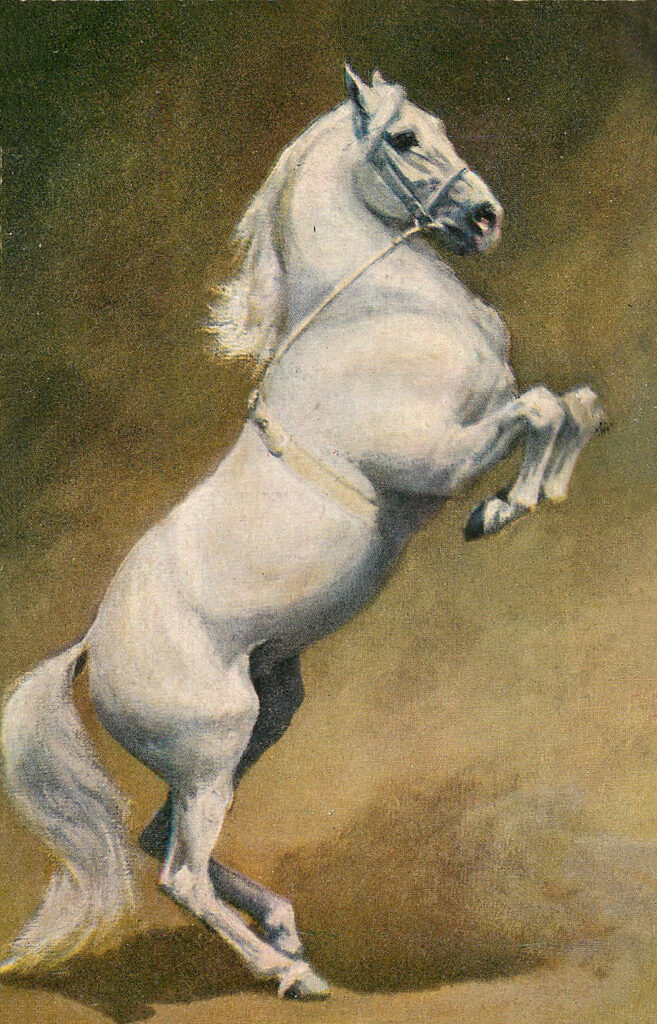 20 Circus Animals & Performers! - The Graphics Fairy