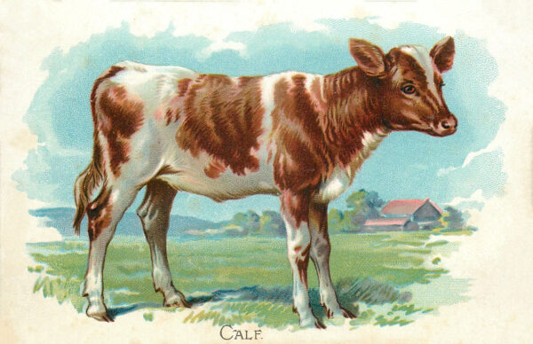 15 Cow Clipart Images - Cow Prints! - The Graphics Fairy