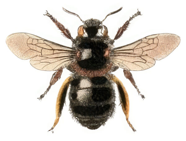 18 Bee Graphics - Gorgeous! - The Graphics Fairy