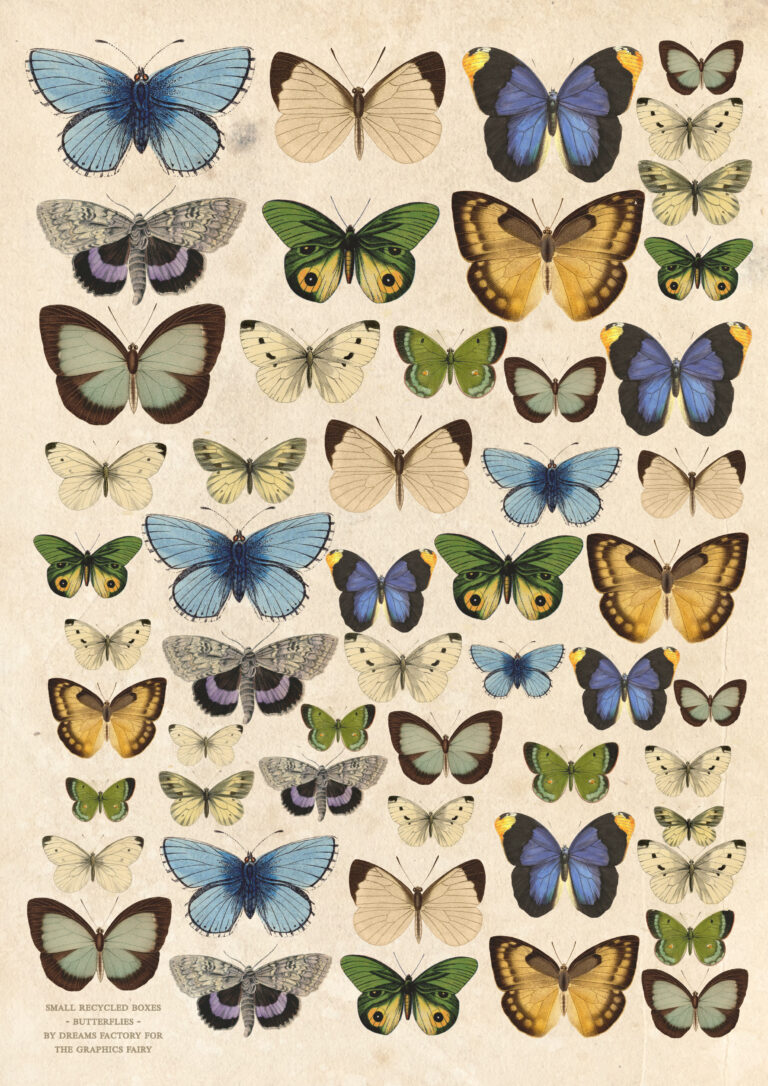 DIY Butterfly Box! - The Graphics Fairy