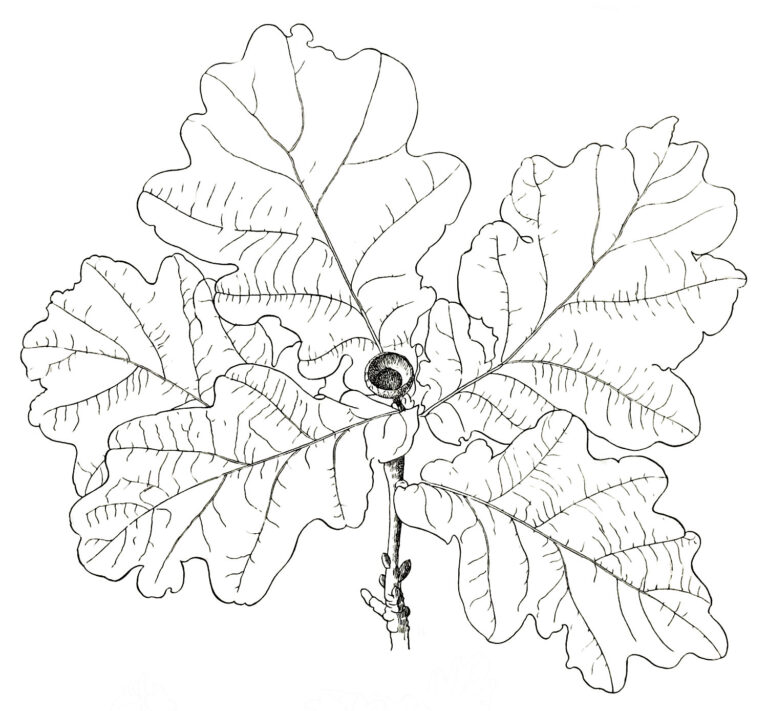 21 Oak Leaf Images with Acorns - The Graphics Fairy