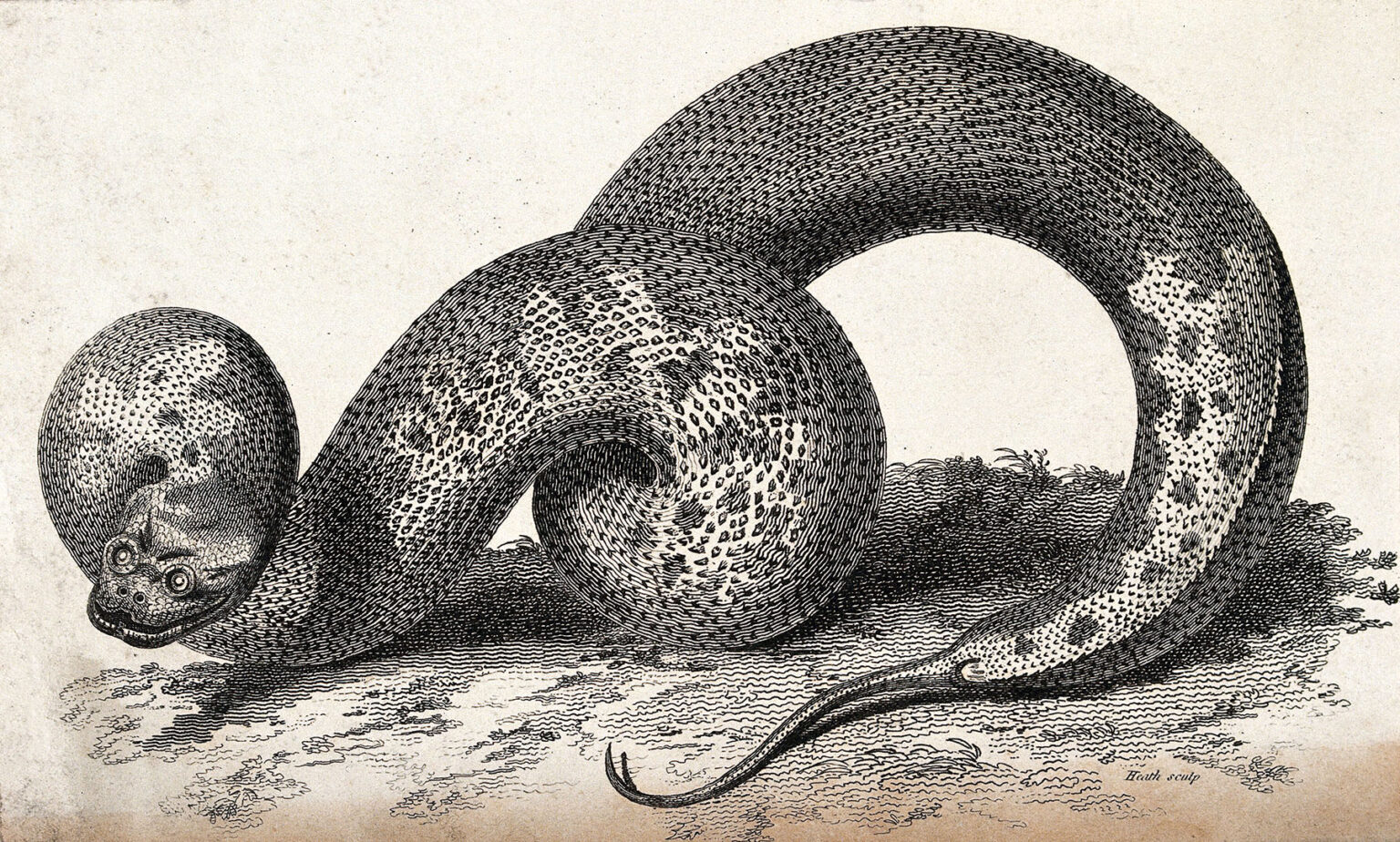 18 Vintage Snake Pictures - Cool Snake Art! - The Graphics Fairy